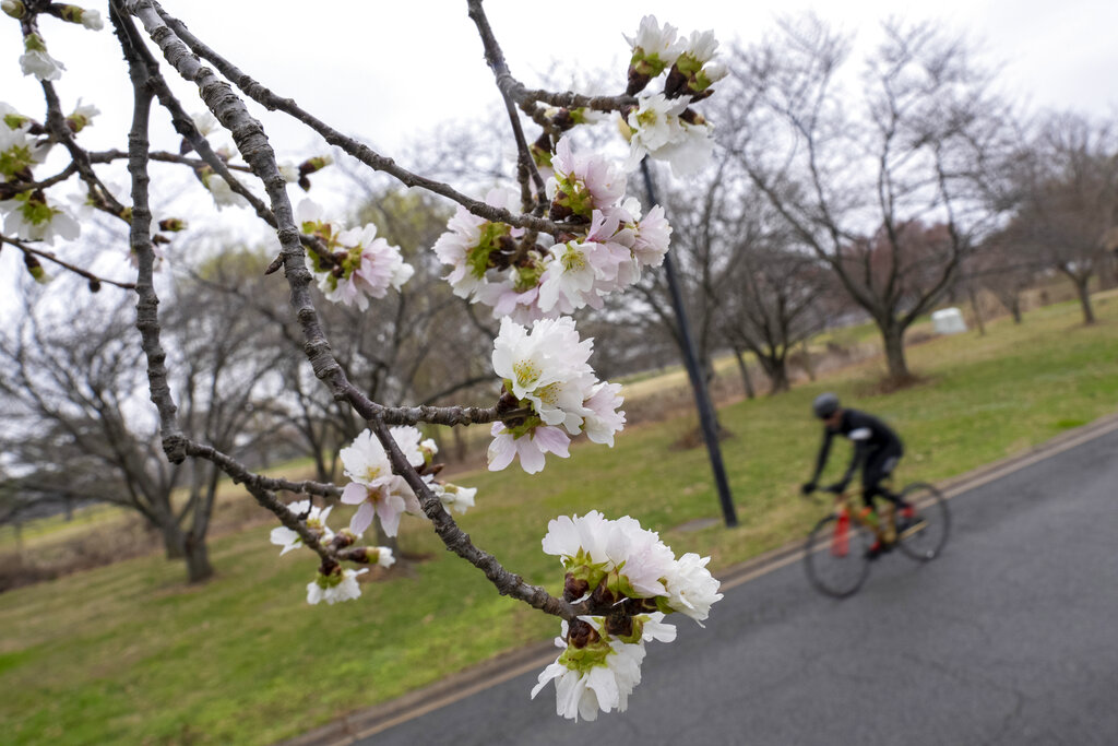 DC’s cherry blossoms coming early due to confusing weather | News ...